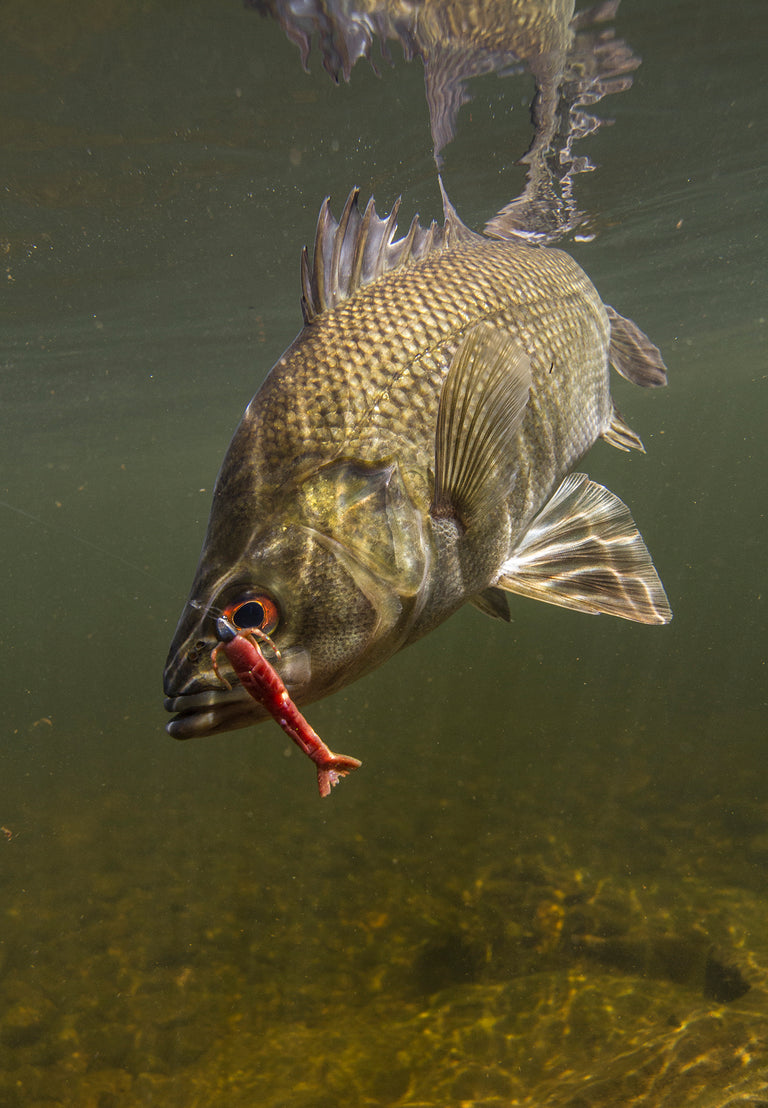 Gun City + Fishing Napier – Gun City Fishing