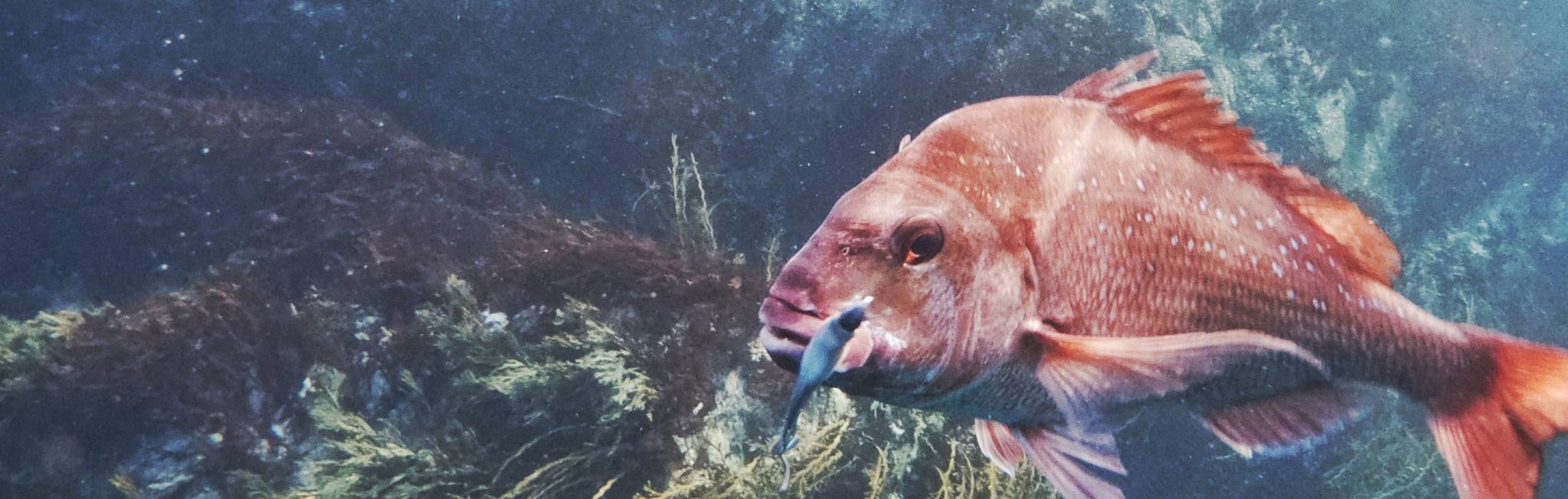 Gun City + Fishing Napier – Gun City Fishing